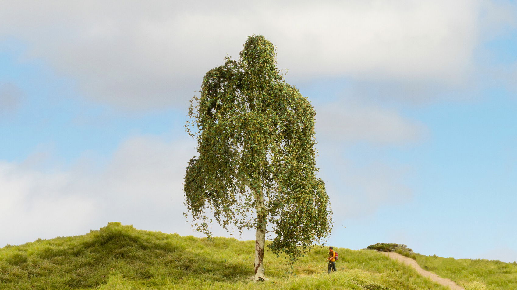 Silver Birch Tree – Westend Trains